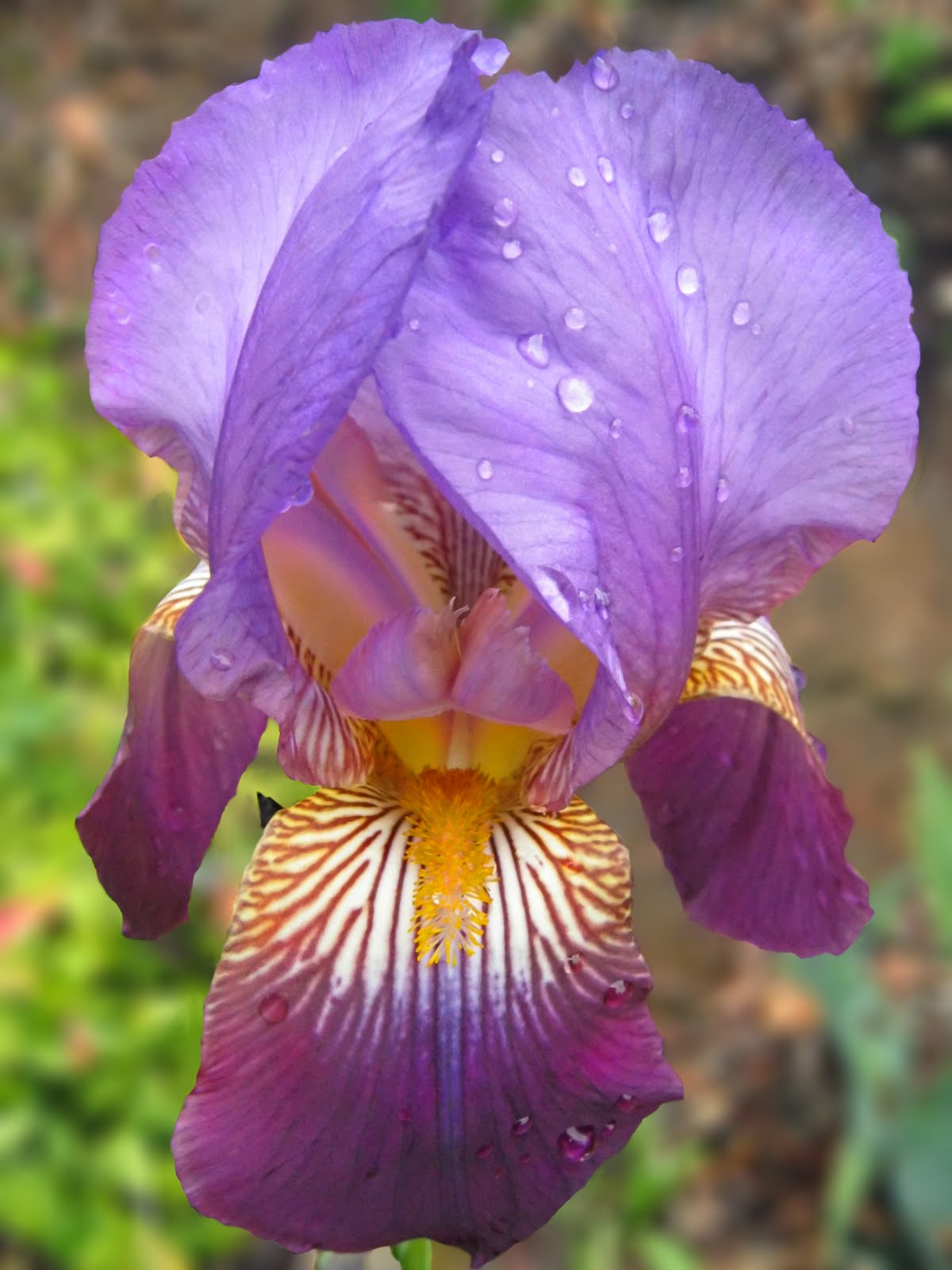 Flowers: Purple Iris