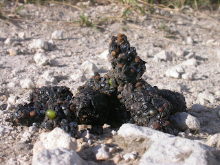 Jungle Pete's Earthbound: Armadillo Poop