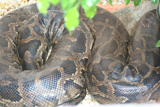 Jungle Pete's Earthbound: Python Kills Toddler