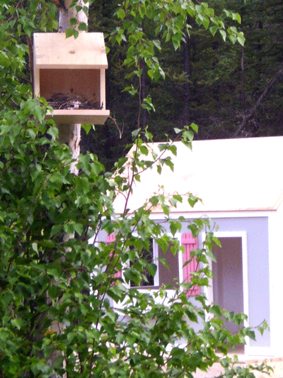 Large Open Bird Nesting House | Ana White