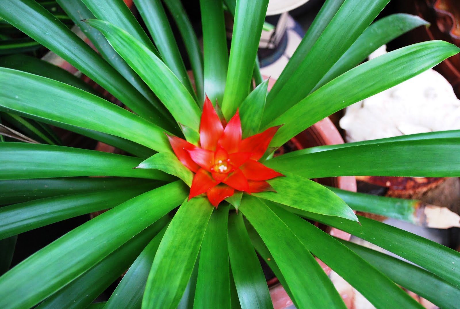 In passing - Malaysian: The Awapuhi-ula-ula in my garden...