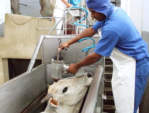 A carne: Insensibilização