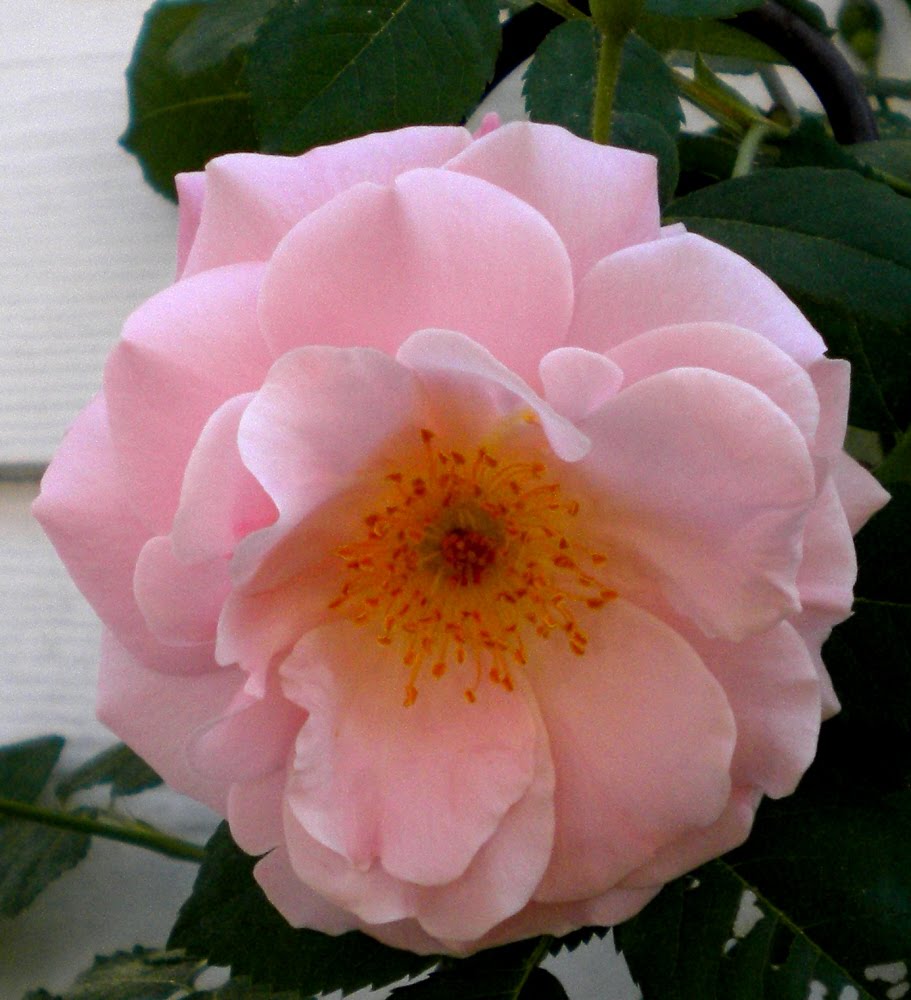 Sherri's Jubilee: Roses, Roses Everywhere!