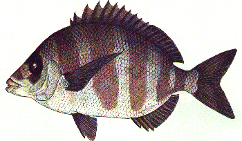 MAS QUE PESCA: Pesca del Sargo