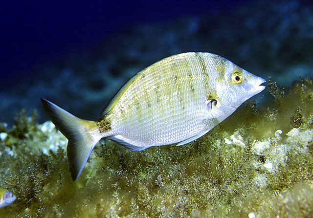 MAS QUE PESCA: Pesca del Sargo