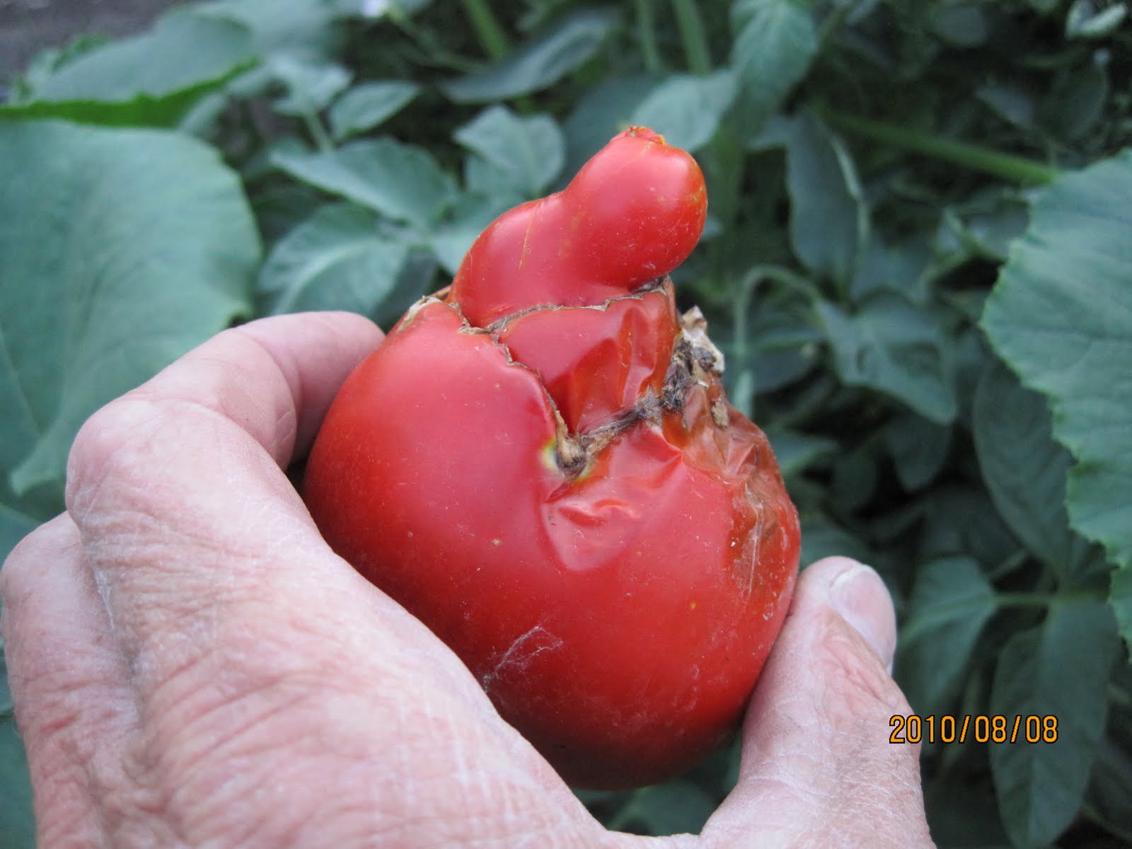 Swift's Gardening Blog - Swift Horticultural Enterprises, LLC: What an ...