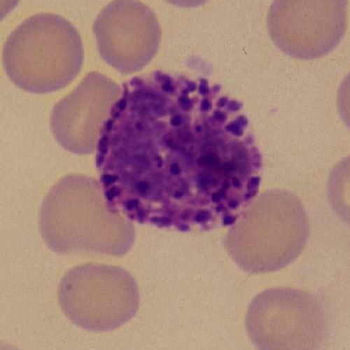 Análisis Hematológicos 2010