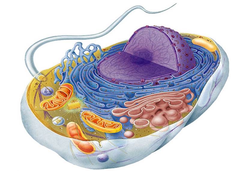 AdoroBiologia: Citoplasma, o interior da célula e suas organelas.