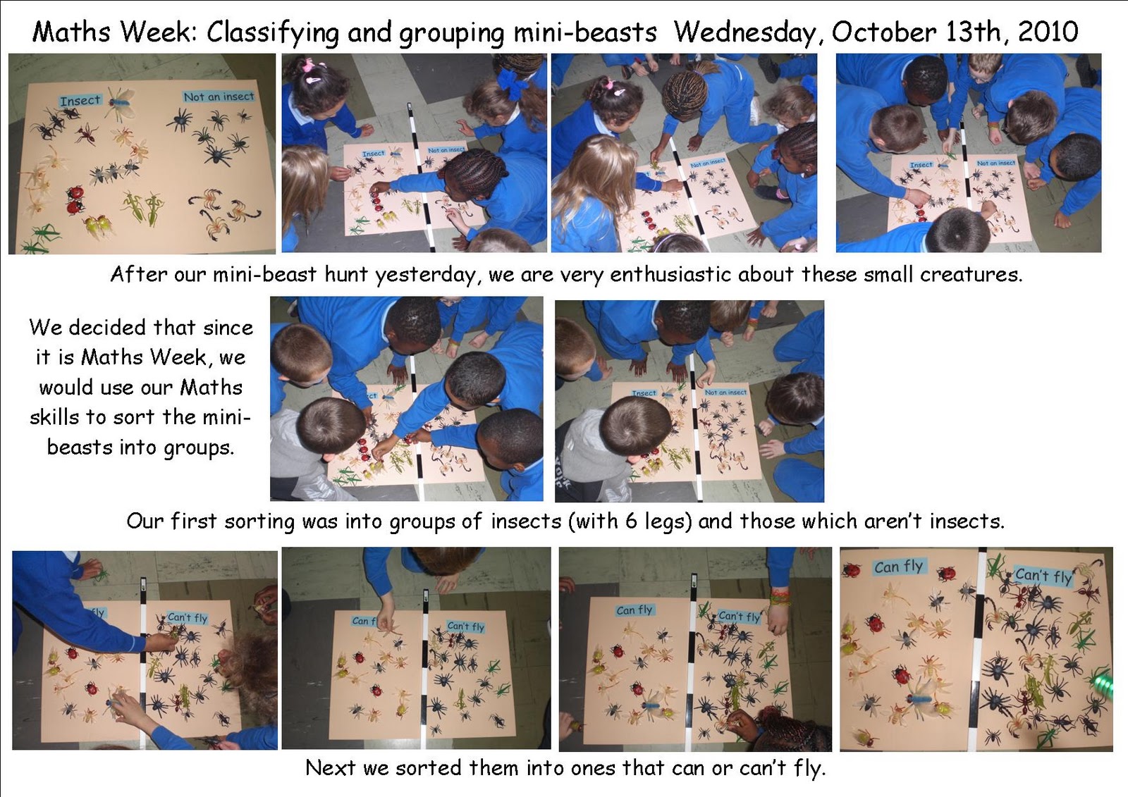 Science Projects Classifying Bugs Senior Infants