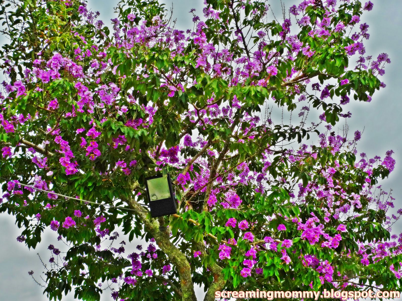 Screaming Mommy: A famosa resort