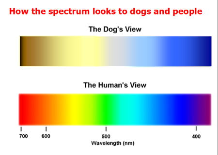 perceptionsense: Are Dogs Colorblind?
