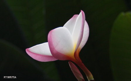 TRAVEL 2 SIKKIM: FLOWERS OF SIKKIM