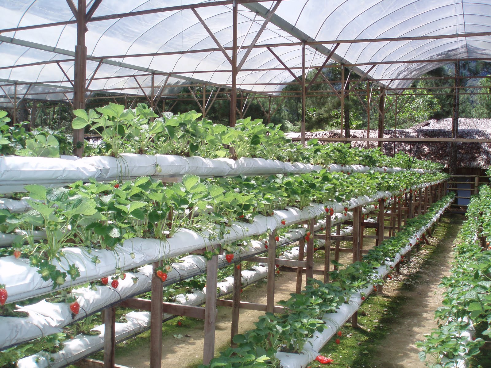 Inspired Momx1: Strawberry Farm, Genting Highlands