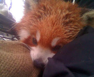 Mousumi's Blog: Soldiers save a red panda from near death