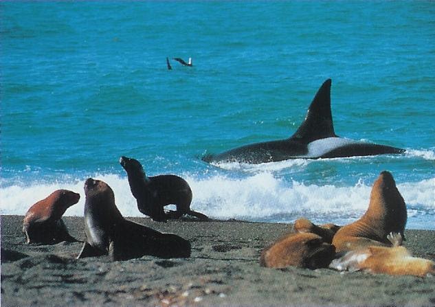 LES CARACTERISTIQUES DE L'ORQUE