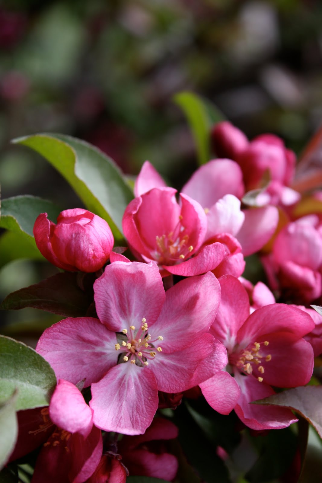 GrapeSugar: April Flowers