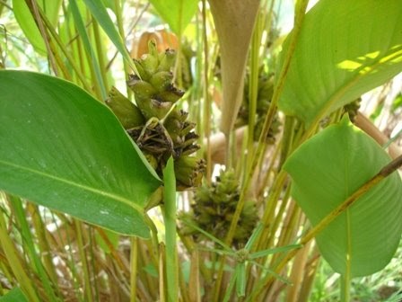 Sarawakiana@2: Daun Long