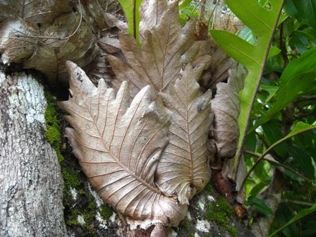 Sarawakiana@2: Oak Leaf Ferns - Old Leaves Protecting New Ones