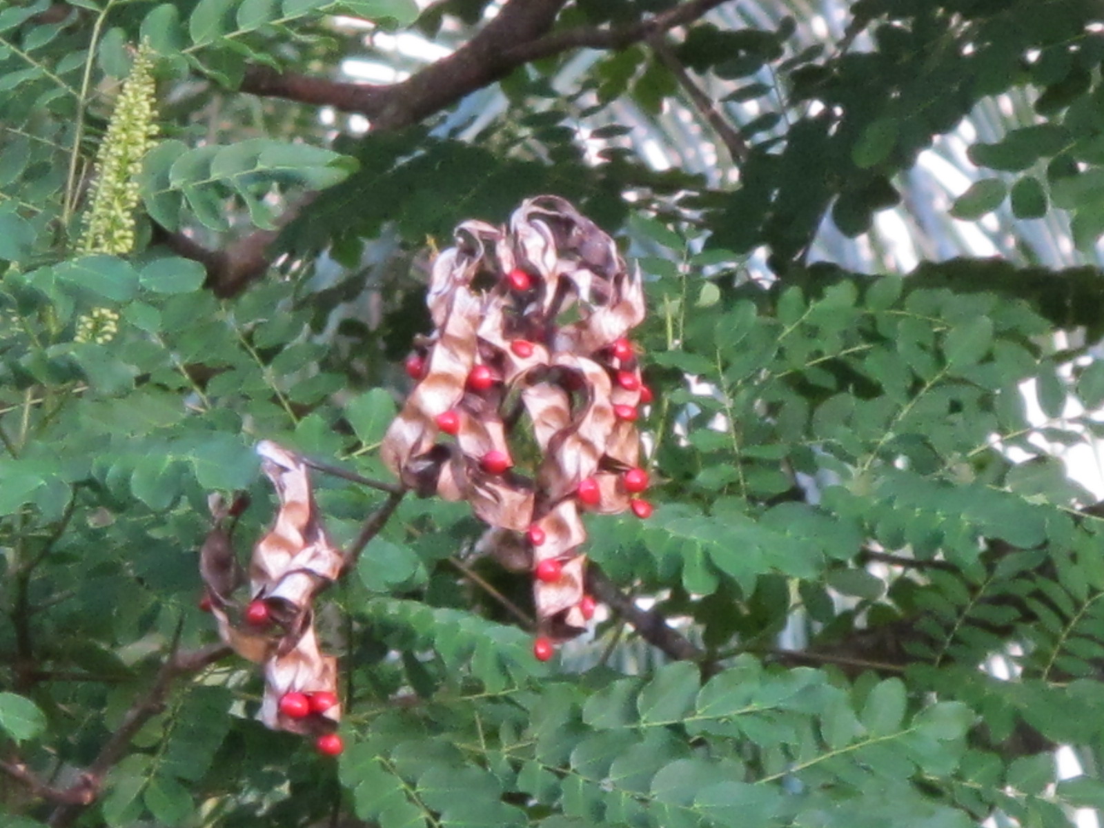 Sarawakiana@2: Teacher what's your love story?