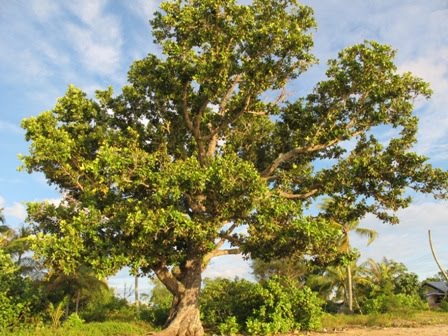 Sarawakiana@2: Panaga Tree in Hawaii Beach 红 厚 壳 (别 名 胡 桐)