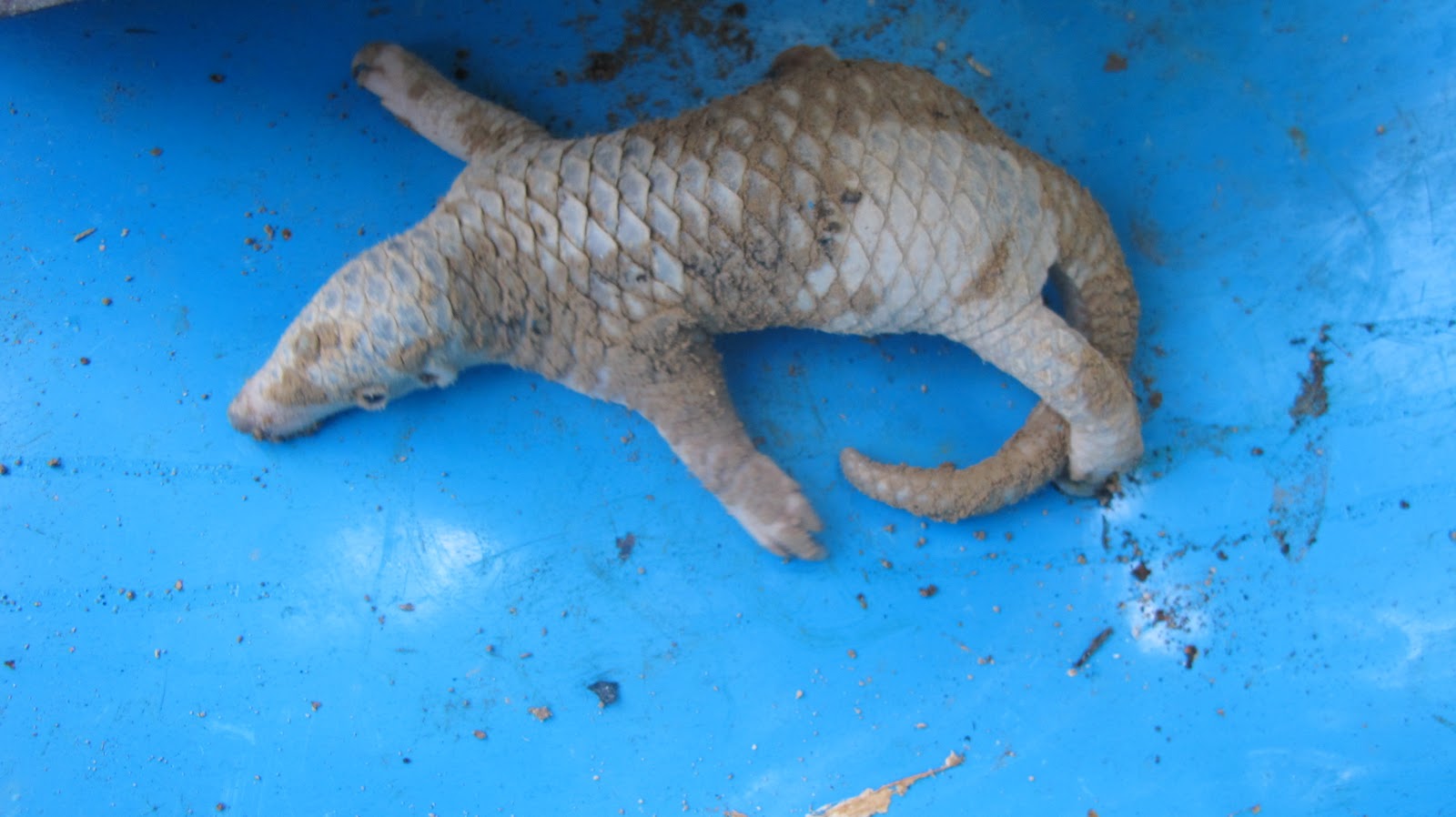 Sarawakiana@2: A Rare White Baby Pangolin or Tenggiling