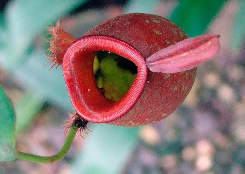 Planet Bizzle: Beautiful Carnivorous Plants