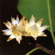 narapatinantaboga™: BUNGA TERATAI & BUNGA TANJUNG