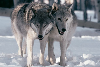 What is good: Understang a Wolf heirarchy.... The Sawtooth Pack..