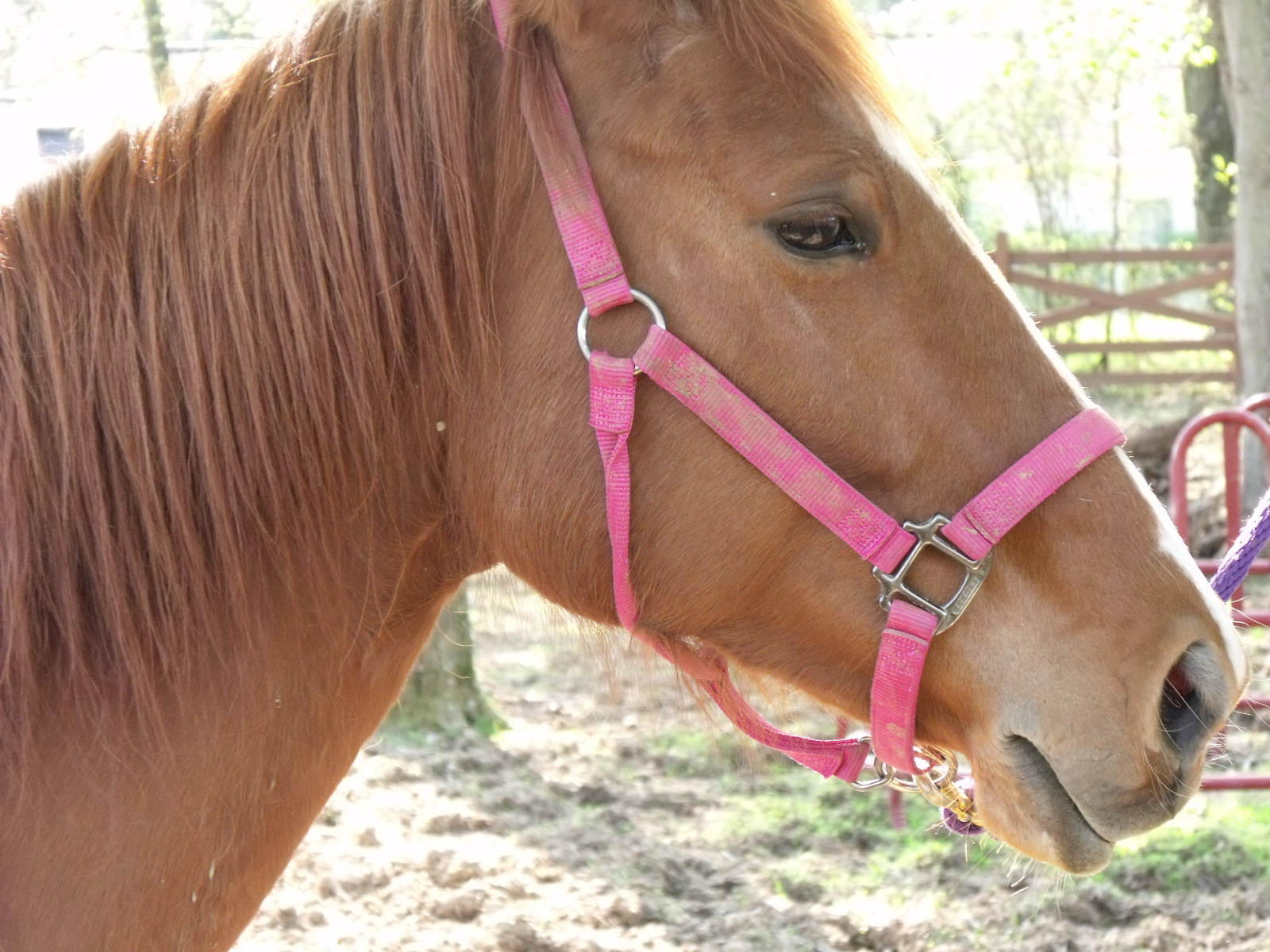 Pink Daisys Blog: 4/1/10 - 5/1/10