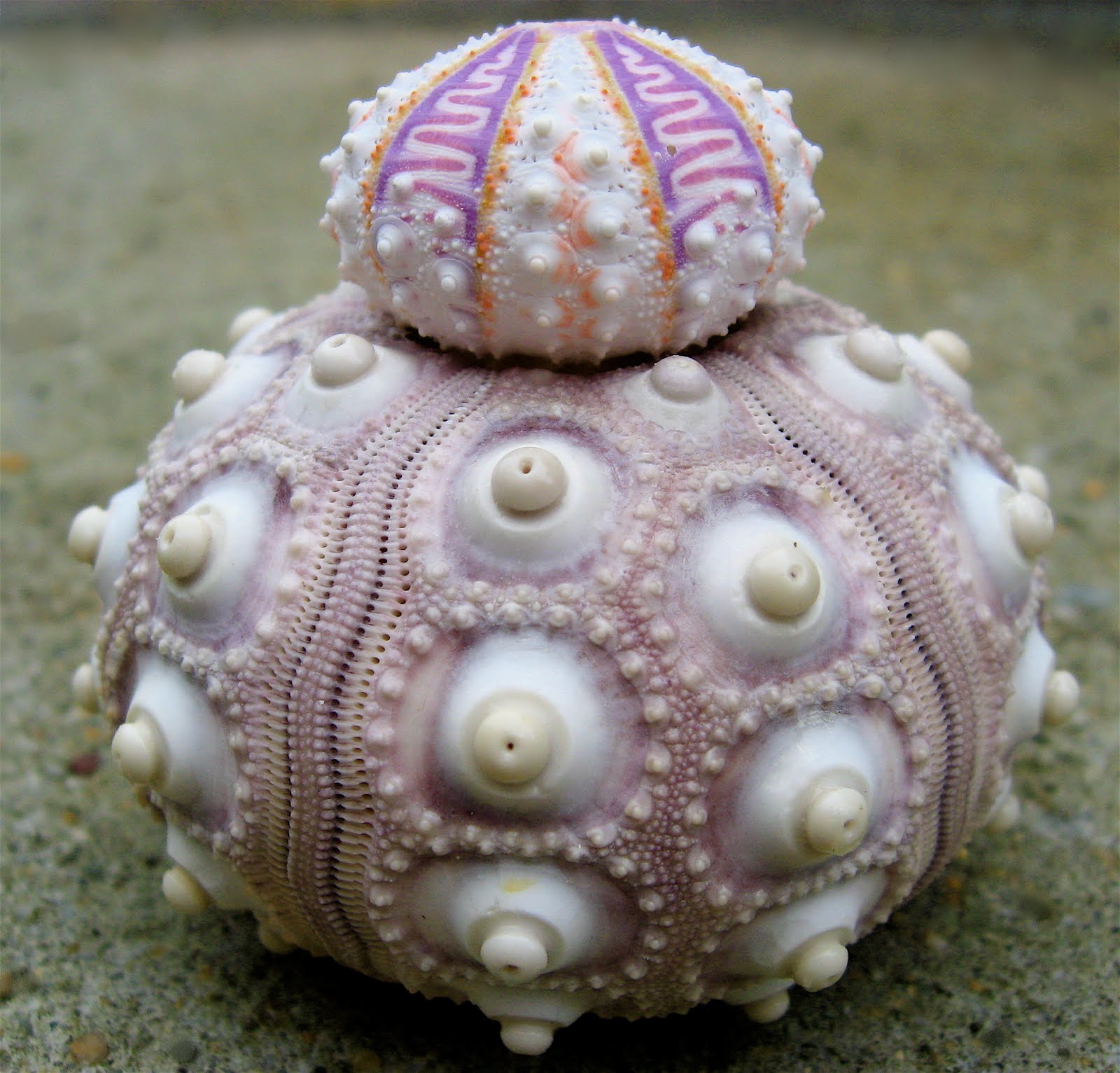 Conceptual Ornament: Sea Urchin Shell