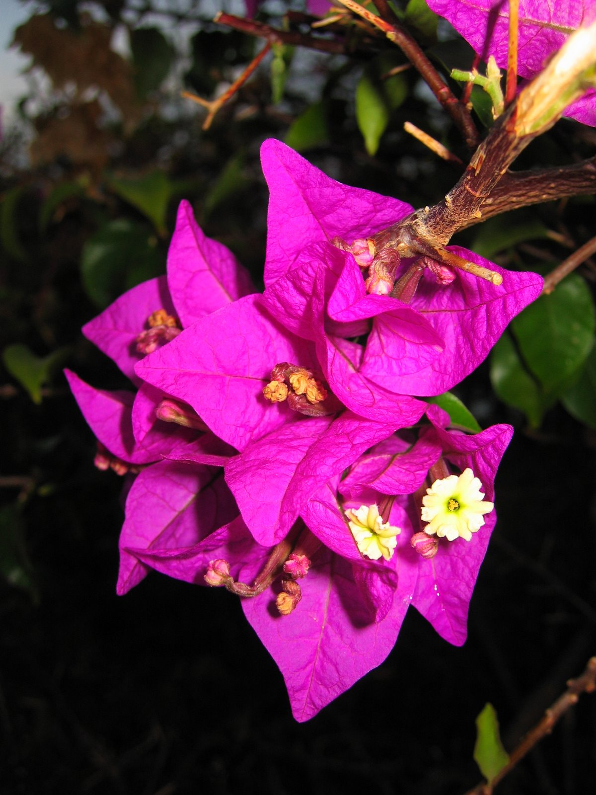Ruthelicious...: Trinitarias - Republica Dominicana
