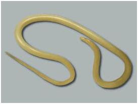 BIONET: Relações interespecíficas- Parasitismo