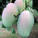 MANGO PERÚ: CONOCIENDO SOBRE EL MANGO PERUANO