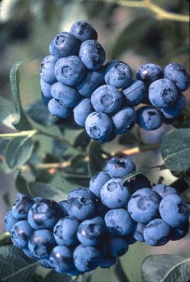 Garden Design and Landscape