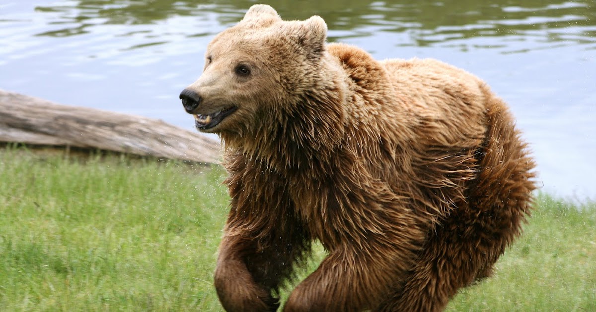 El oso pardo - COSAS ÚNICAS