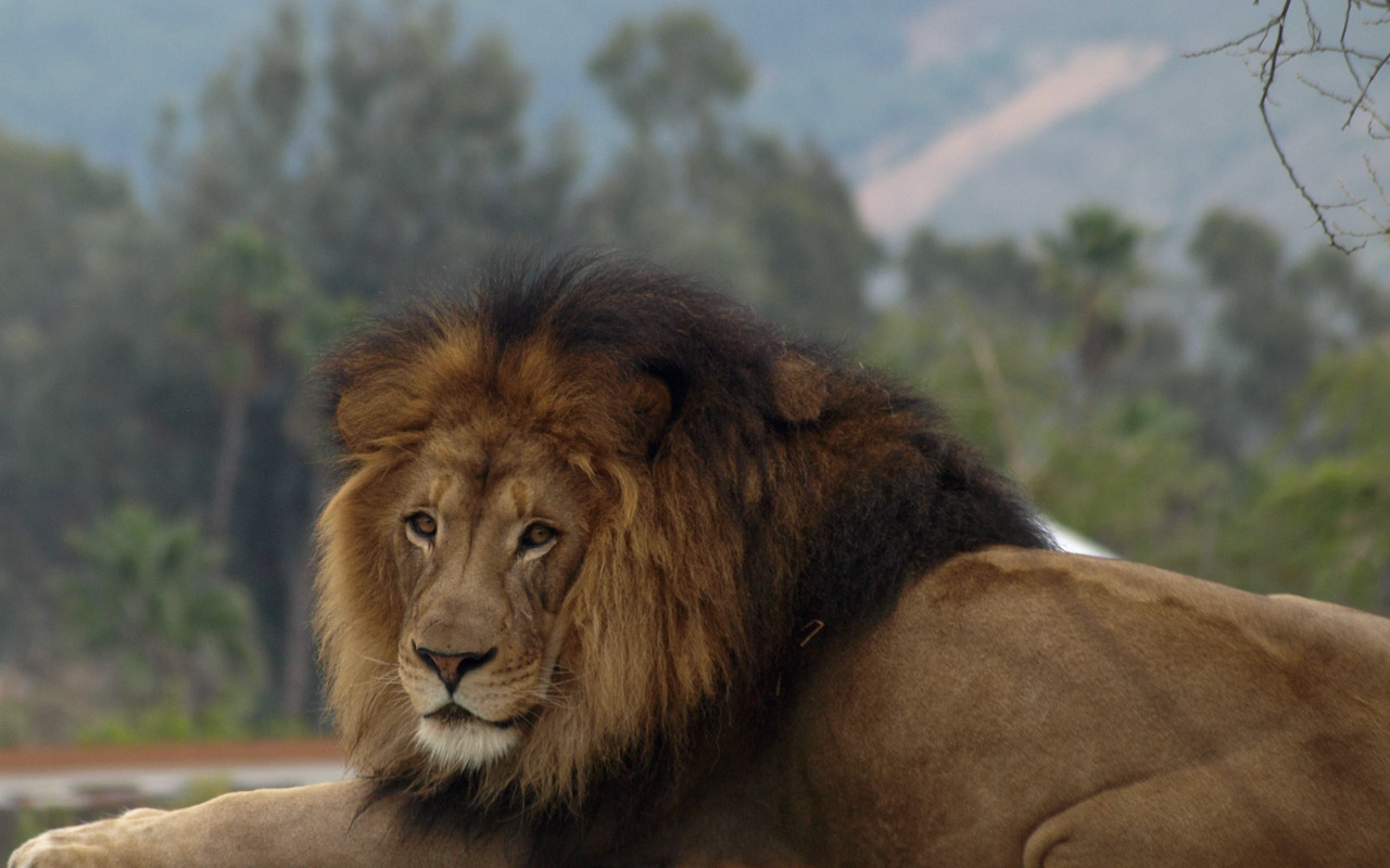 attentiondef... ooh! shiny!: The San Diego Wild Animal Park