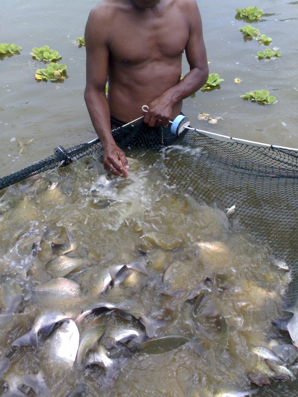 Fundo Sarita Piscigranjas Iquitos - Peru: Gamitanas (Colossoma macropomun)