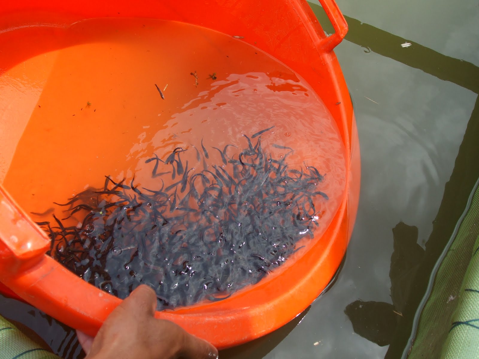 Fundo Sarita Piscigranjas Iquitos - Peru: Paiche (Arapaima Gigas)