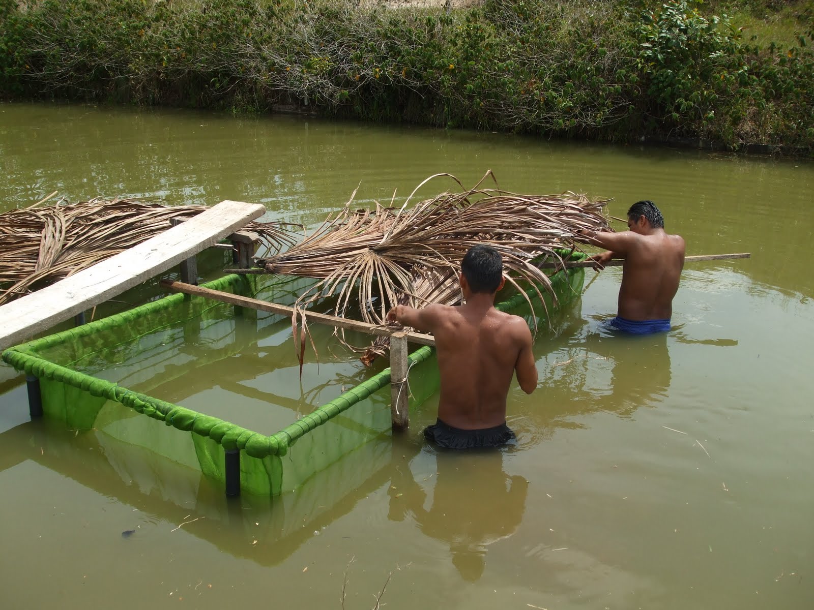 Fundo Sarita Piscigranjas Iquitos - Peru: Paiche (Arapaima Gigas)