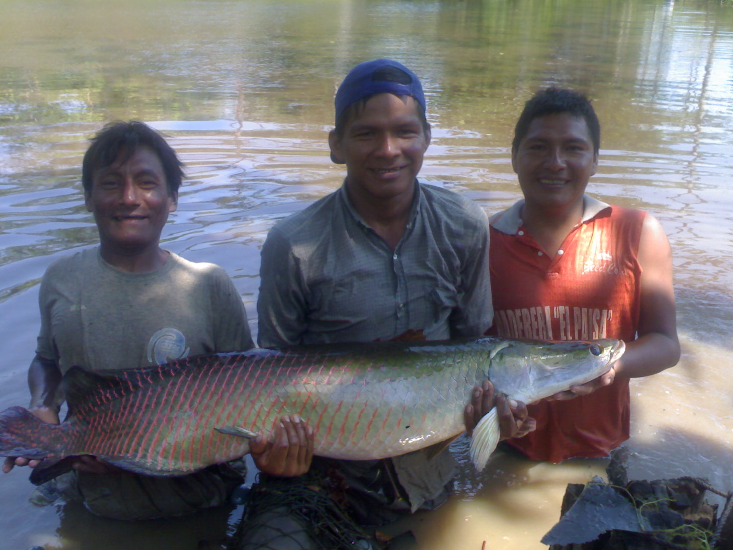 Fundo Sarita Piscigranjas Iquitos - Peru: Paiche (Arapaima Gigas)