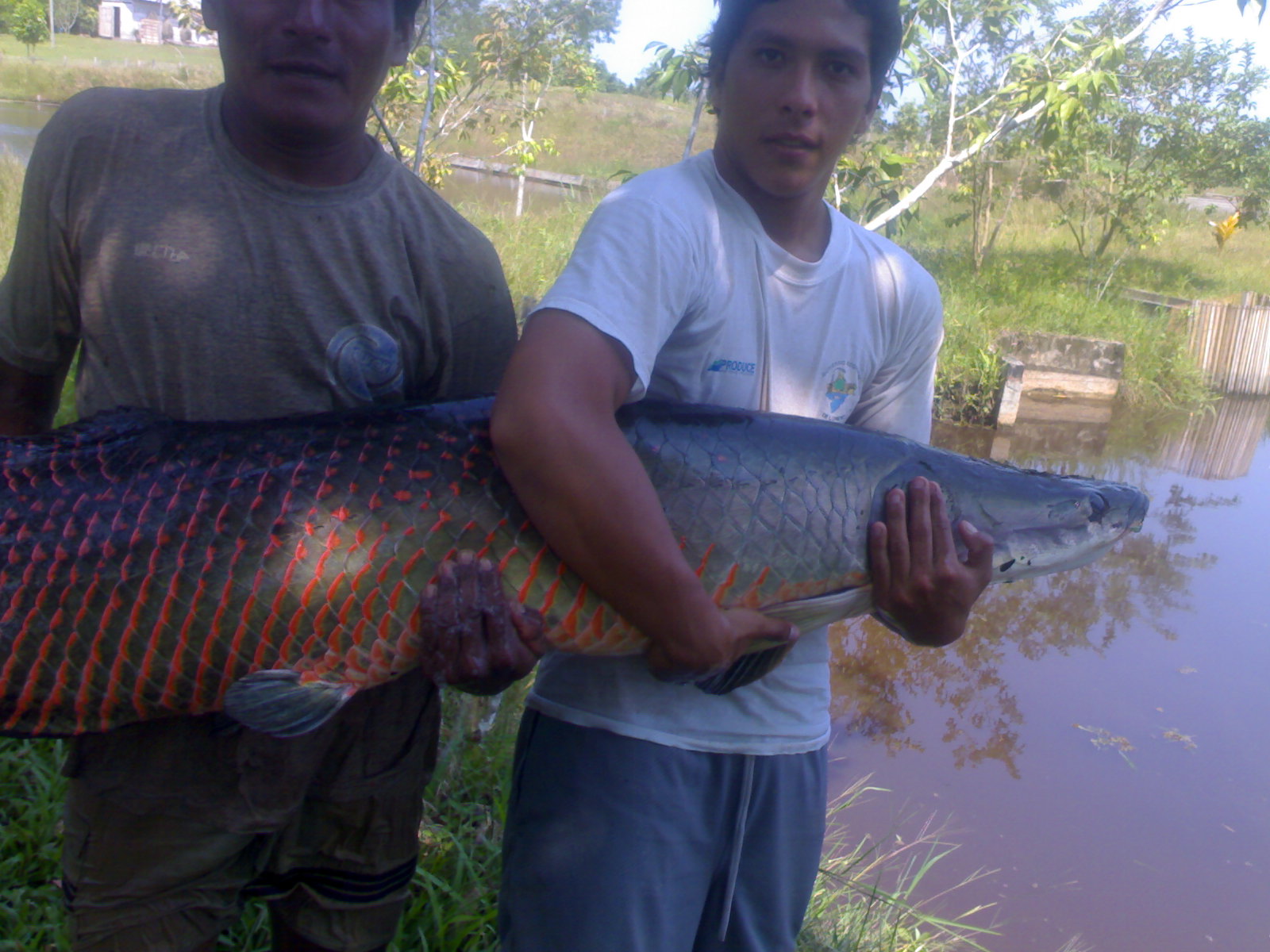Fundo Sarita Piscigranjas Iquitos - Peru: Paiche (Arapaima Gigas)