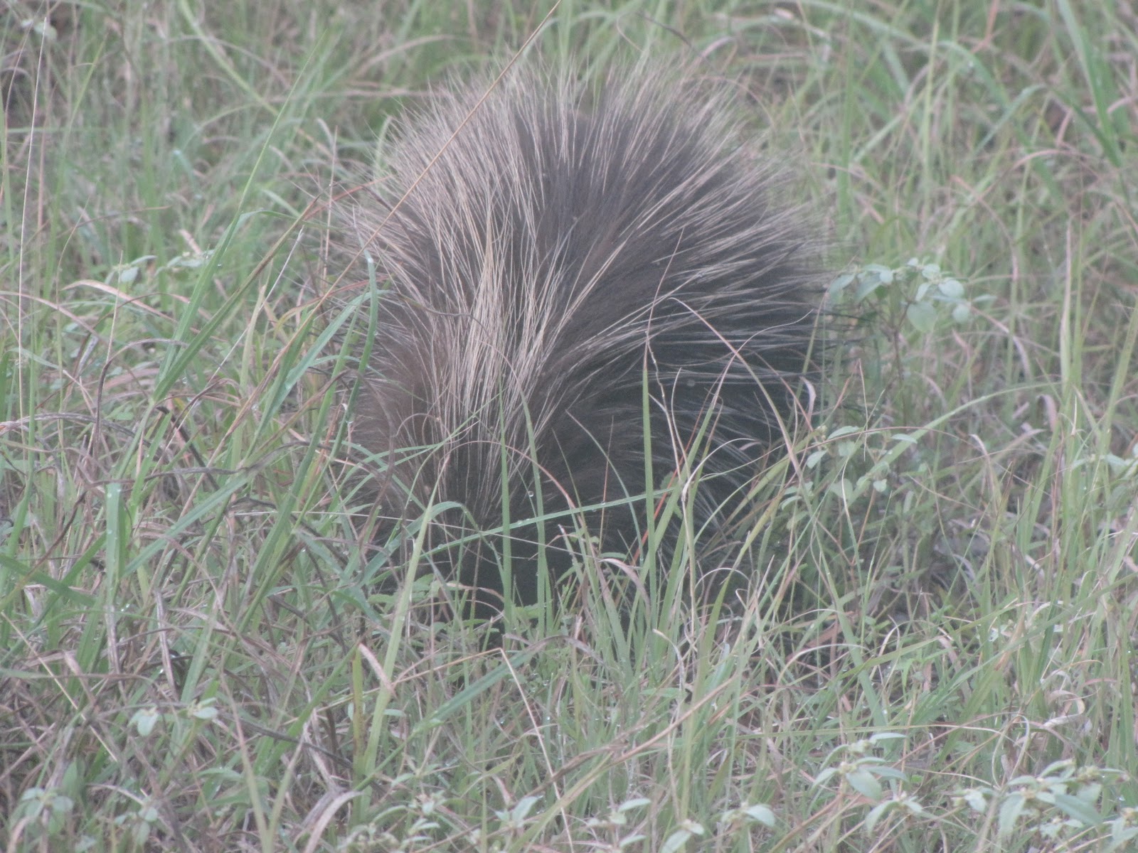 Kingbirdfeeders.com Blog: Porcupine Texas