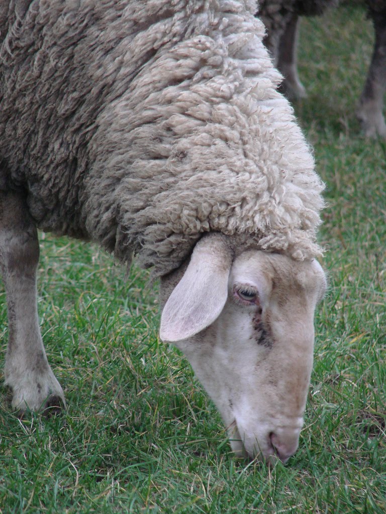 Tense of Thousands: Animal of the Day - German Ewe
