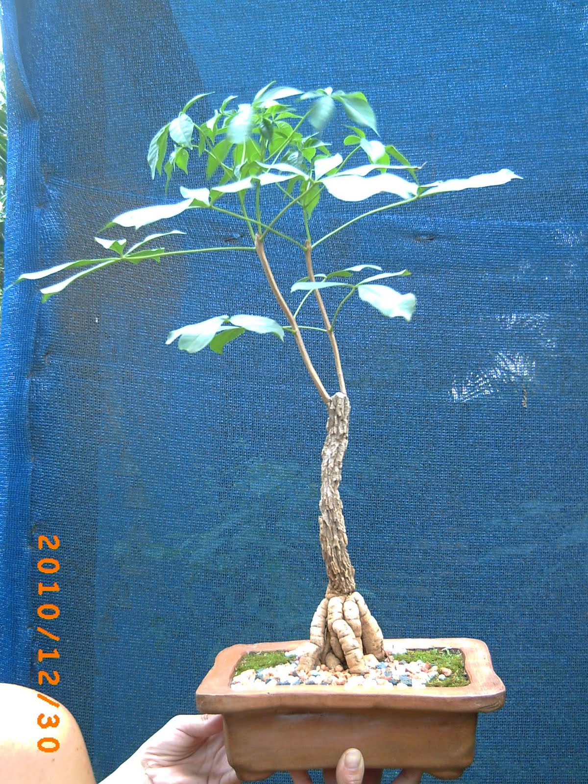 Bonsai Miyagi: Variedad de especies