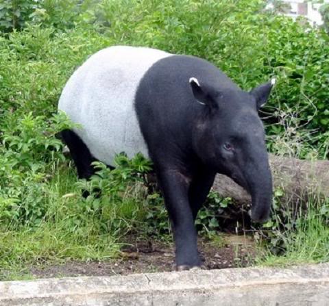 magic room: the anteater and the tenuk