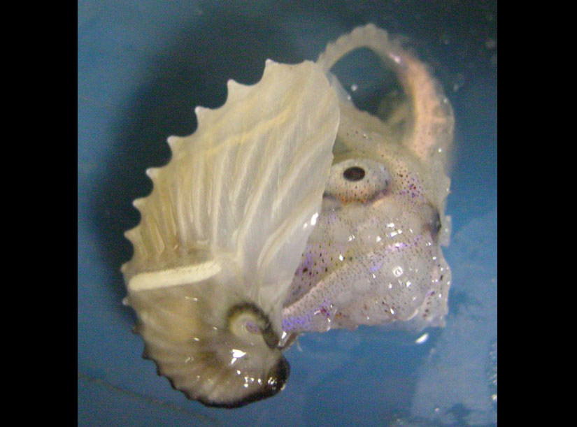 Slavenka & Obi: Octopus Relative Floats on Shell