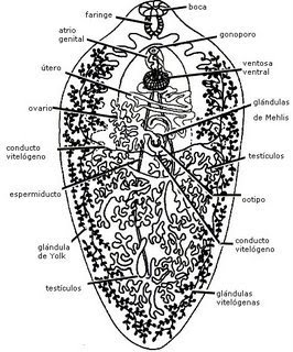 TREMATODOS