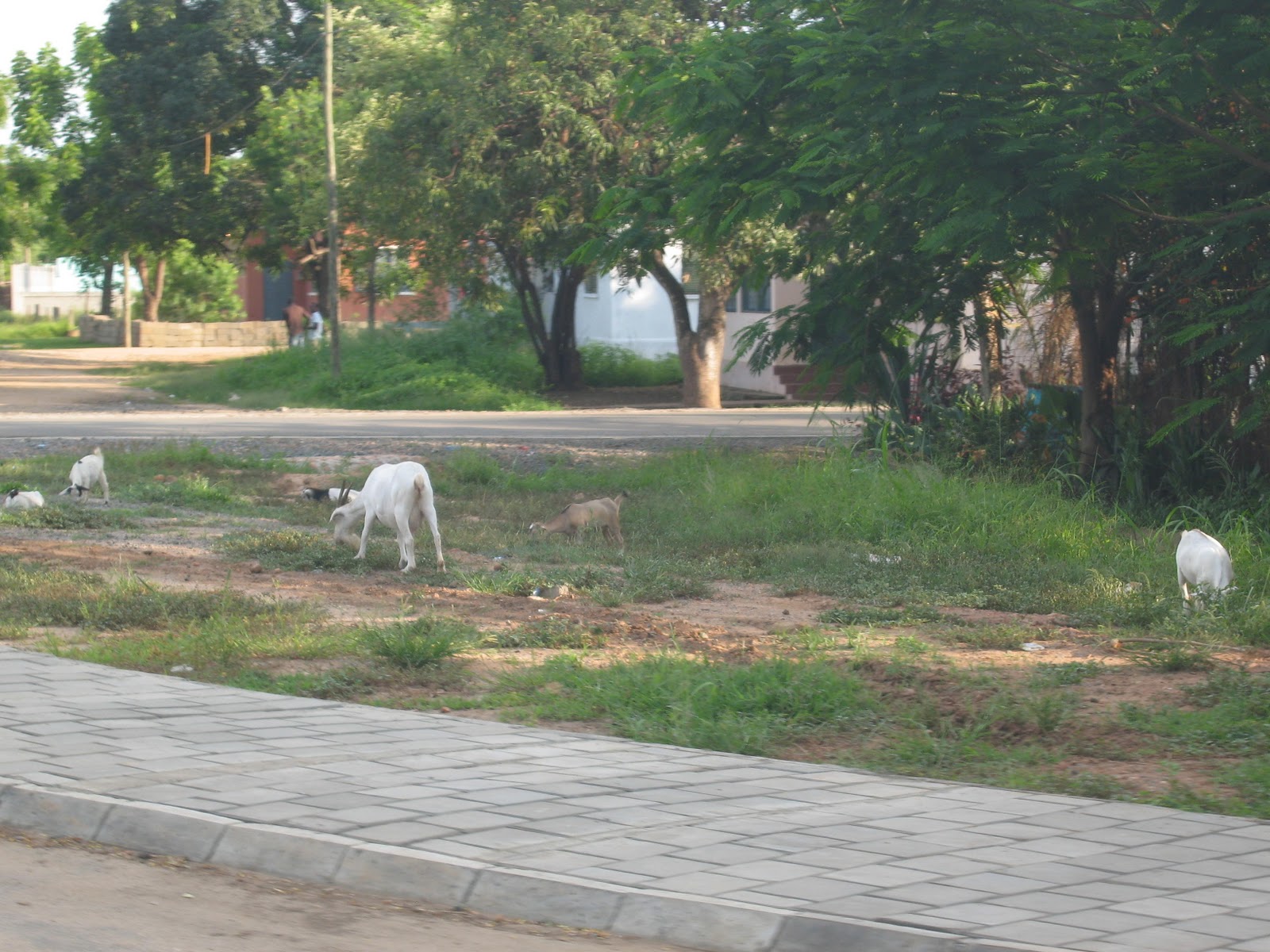 Viajar...viajar! Ir....e voltar!: CAXITO