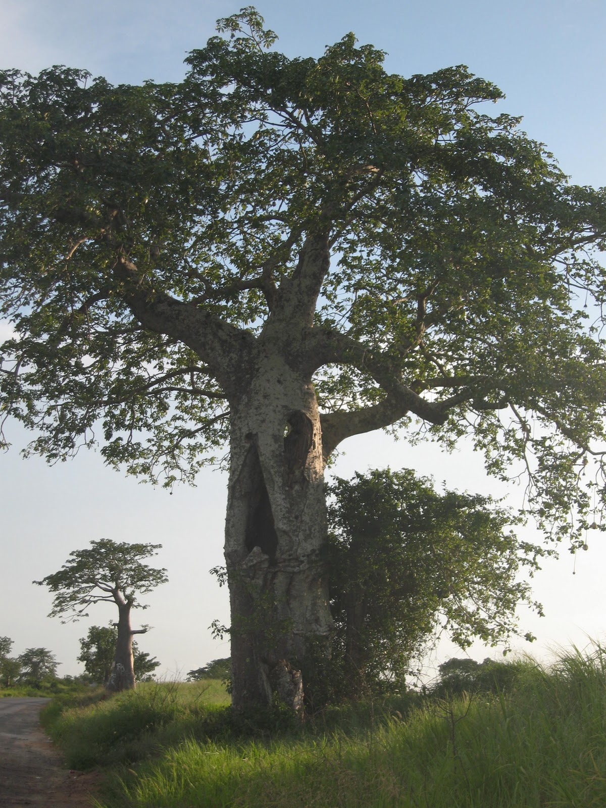 Viajar...viajar! Ir....e voltar!: CAXITO