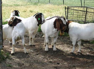 PB Agro Farm.Importers, Meat Producers, Boer Goat Breeder And Resources ...